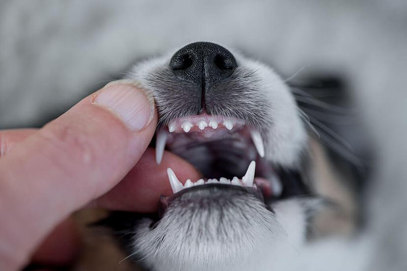 Why Are Puppy Teeth So Sharp? 5 Reasons - PetLab Co
