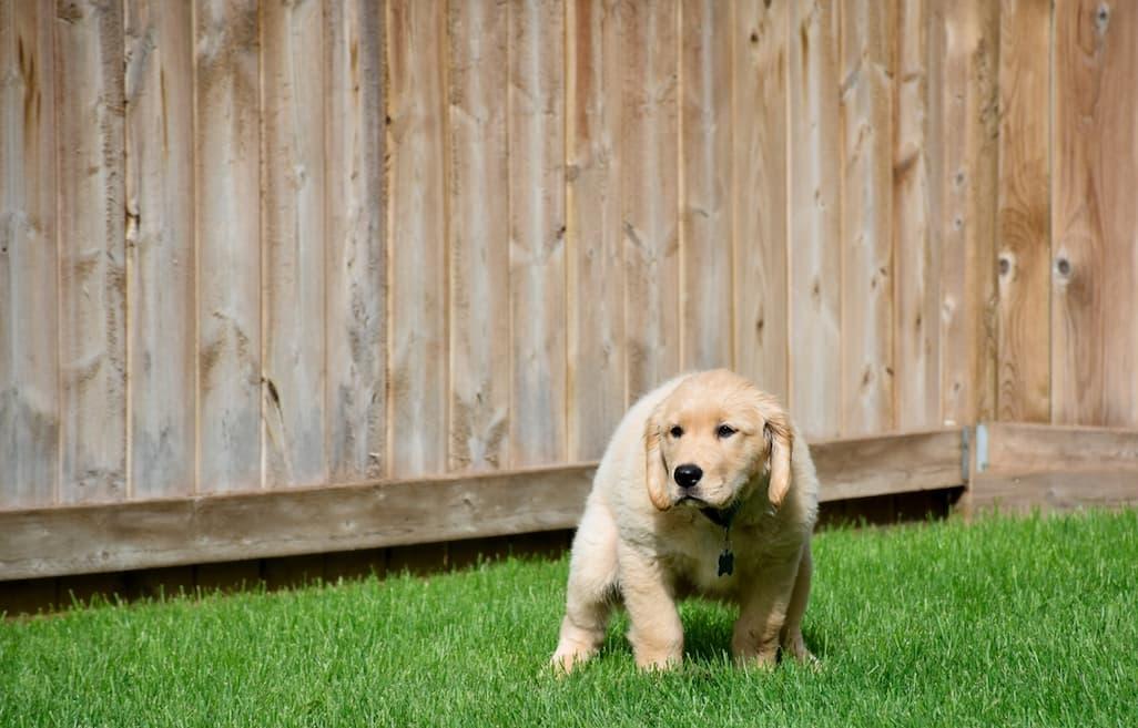 Puppy Diarrhea: 6 Causes and How to Help - PetLab Co