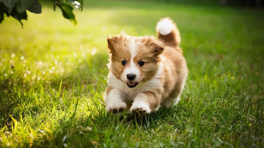 When Do Puppies Stop Growing? A Breakdown by Breeds - PetLab Co