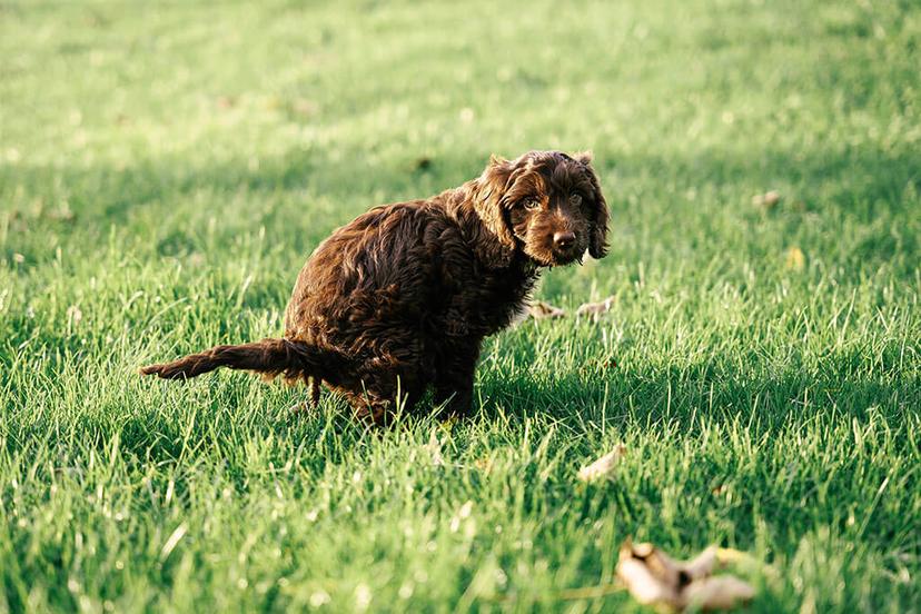 8 Causes of Soft Dog Poop (and Ways to Firm it Up) - PetLab Co