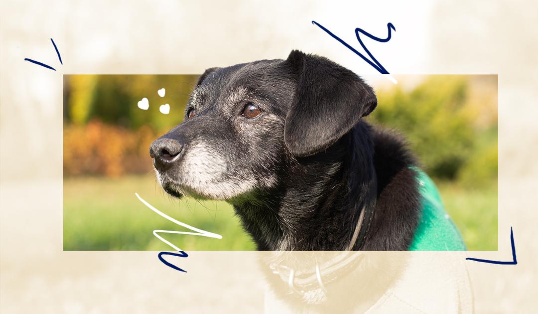 The Dog Life Cycle: What to Expect at Every Stage - PetLab Co