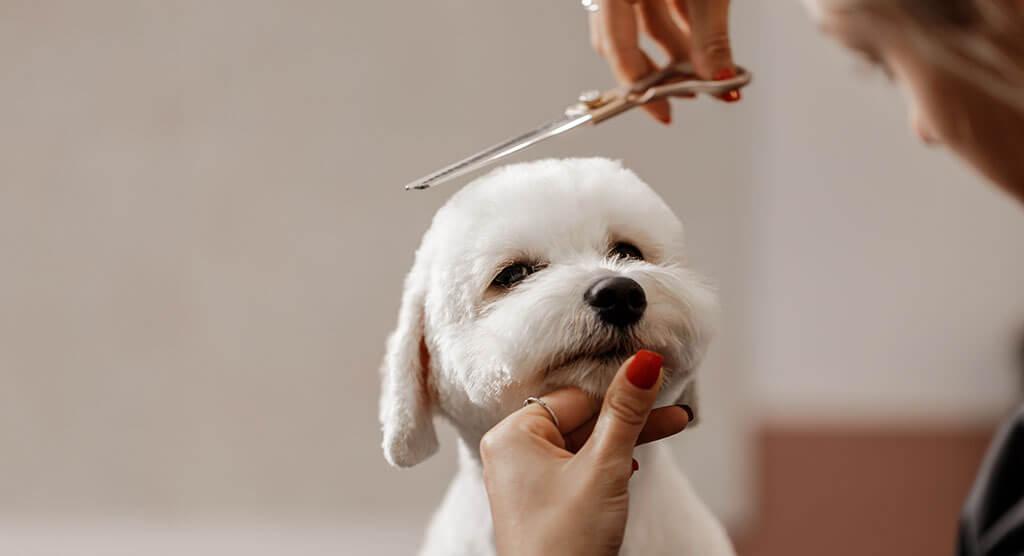 Guide to Dog Grooming Styles and Trendy Haircuts - PetLab Co
