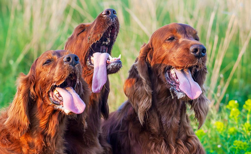Dog Saliva: 6 Fascinating Facts You Probably Didn't Know - PetLab Co