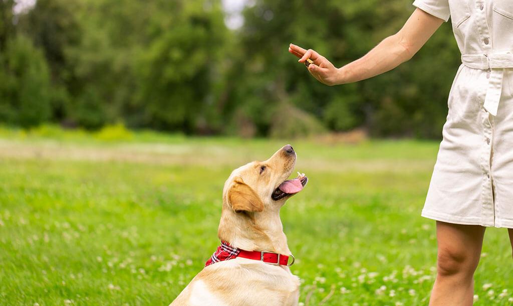 8 Effective Hand Signals for Better Communication with Dogs - PetLab Co