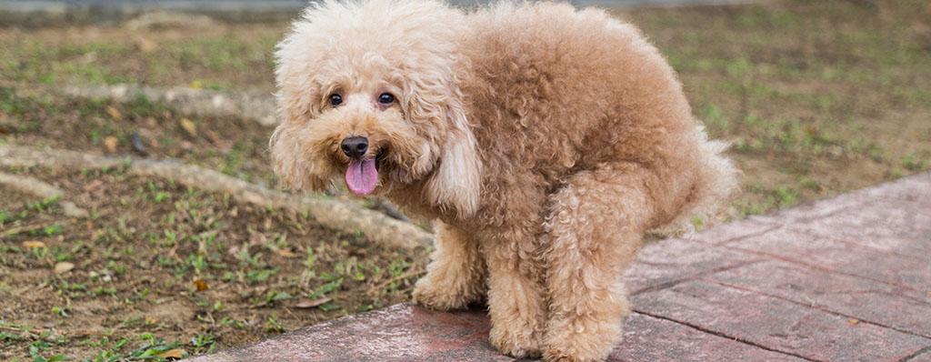 Yellow Dog Poop & Diarrhea: 5 Key Causes - PetLab Co