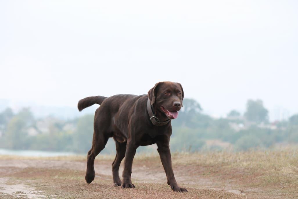 12 Causes of Dog Limping and How to Help - PetLab Co