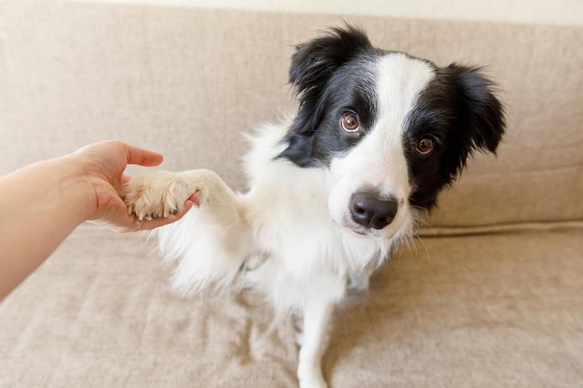 14 Dog Tricks for You and Your Best Friend to Enjoy Together - PetLab Co