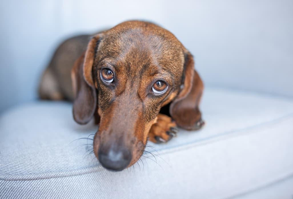 Dog Vomiting White Foam: Here’s What to Do - PetLab Co