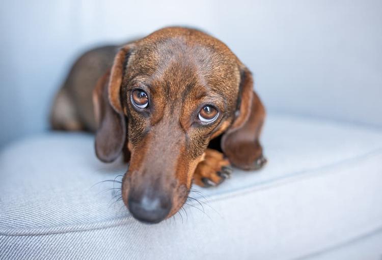Dog Vomiting White Foam: Here’s What to Do - PetLab Co