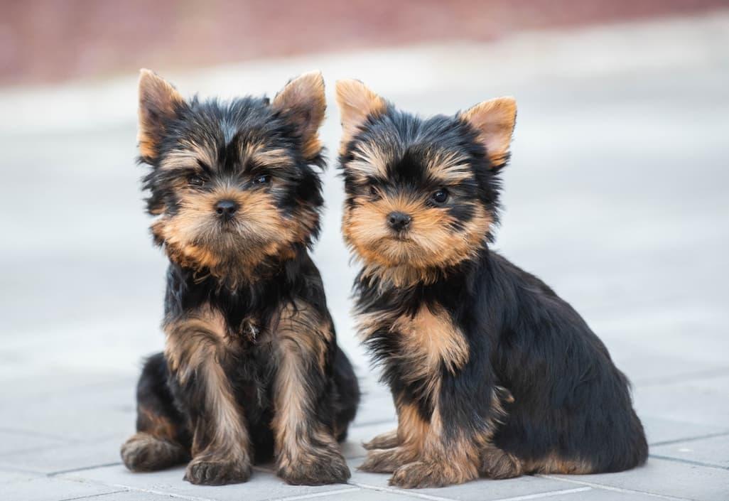 Yorkie Lifespan: Tips to Help Your Yorkie Live Longer - PetLab Co