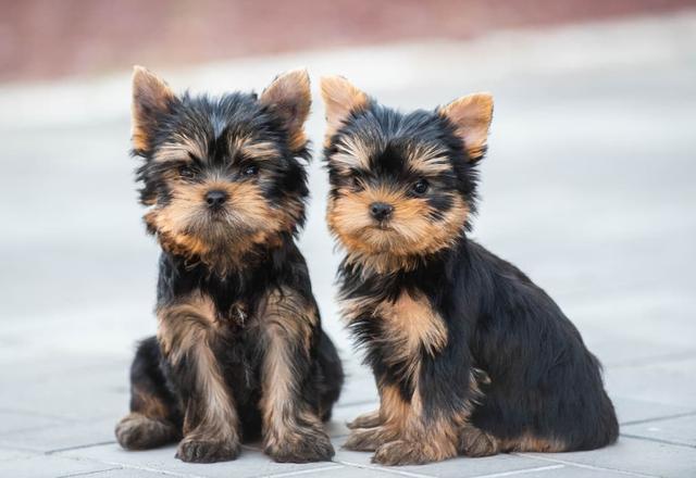 Yorkie Lifespan: Tips to Help Your Yorkie Live Longer - PetLab Co