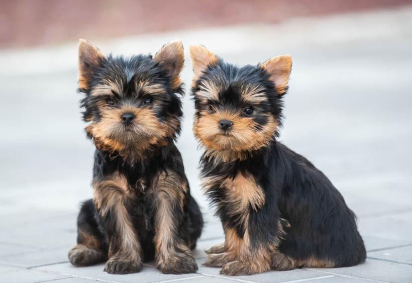 Yorkie Lifespan: Tips to Help Your Yorkie Live Longer - PetLab Co