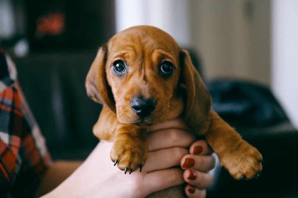 200+ Dog Name Ideas for Every Puppy Personality - PetLab Co