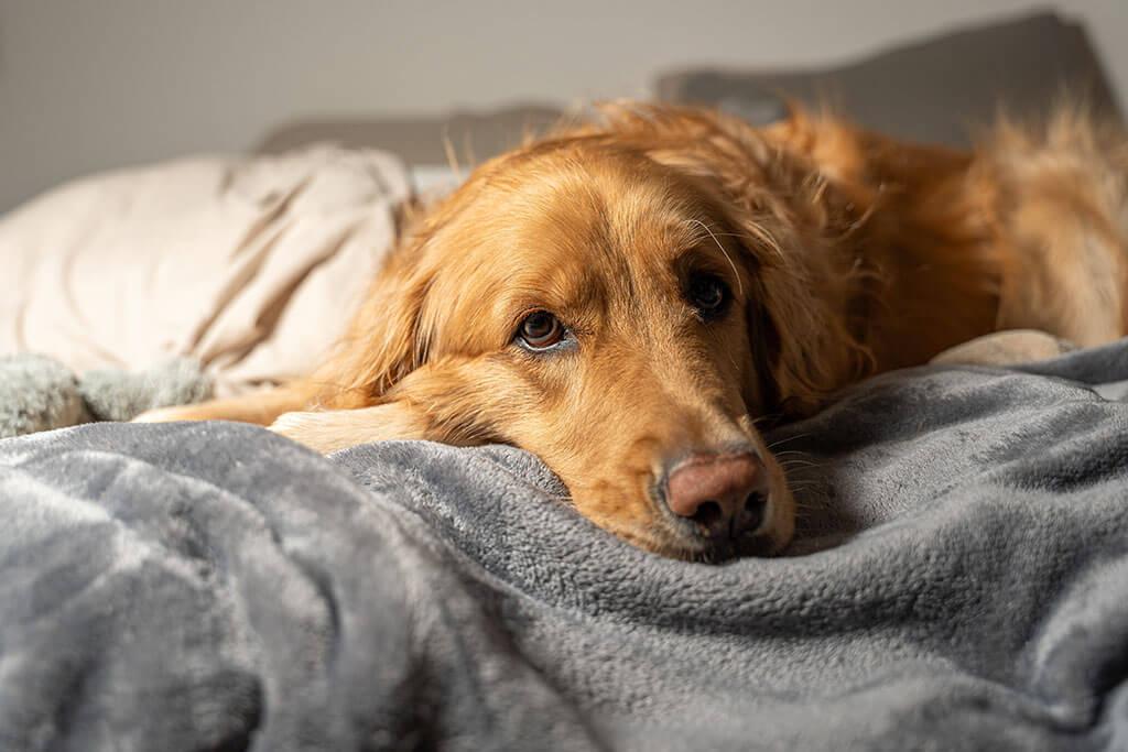 9 Dog Allergy Symptoms That You Shouldn't Ignore - PetLab Co