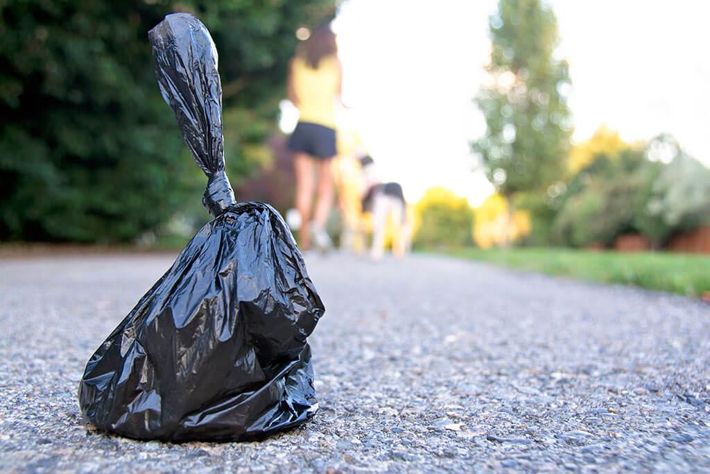 Blood in Dog Poop: 12 Possible Causes & When to See a Vet - PetLab Co