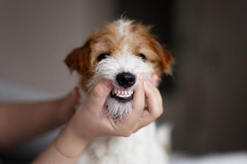 Dog Tooth Abscess: Symptoms and Treatment Options - PetLab Co