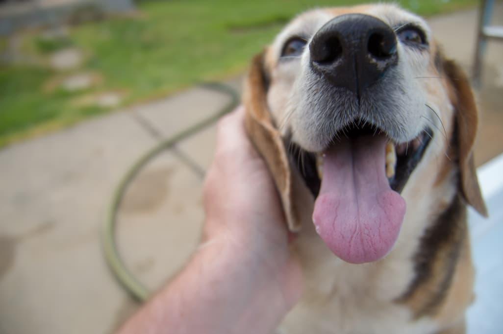 What Causes Bad Dog Breath? A Vet Explains - PetLabCo.