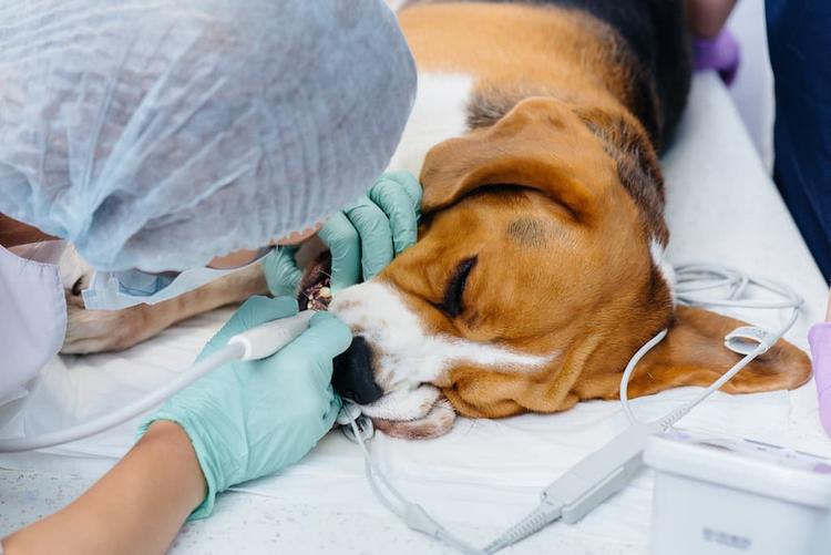 Dog Teeth Cleaning Cost: How Much You Can Expect to Pay - PetLab Co