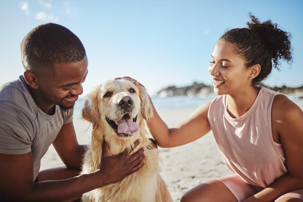 Dog Travel Essentials Checklist: Must-Haves for Every Trip - PetLab Co