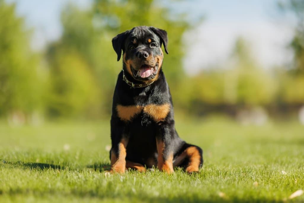 Rottweiler Lifespan: 7 Tips to Help Your Rottweiler Live Longer - PetLab Co