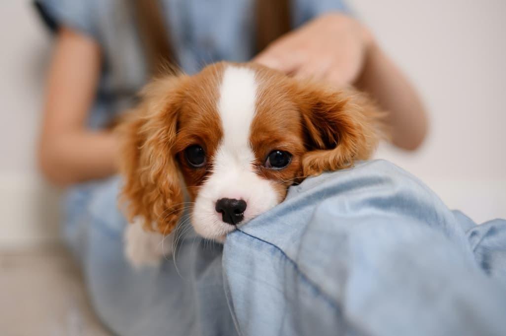 Puppy Vomiting: 13 Possible Causes & When to Worry - PetLab Co