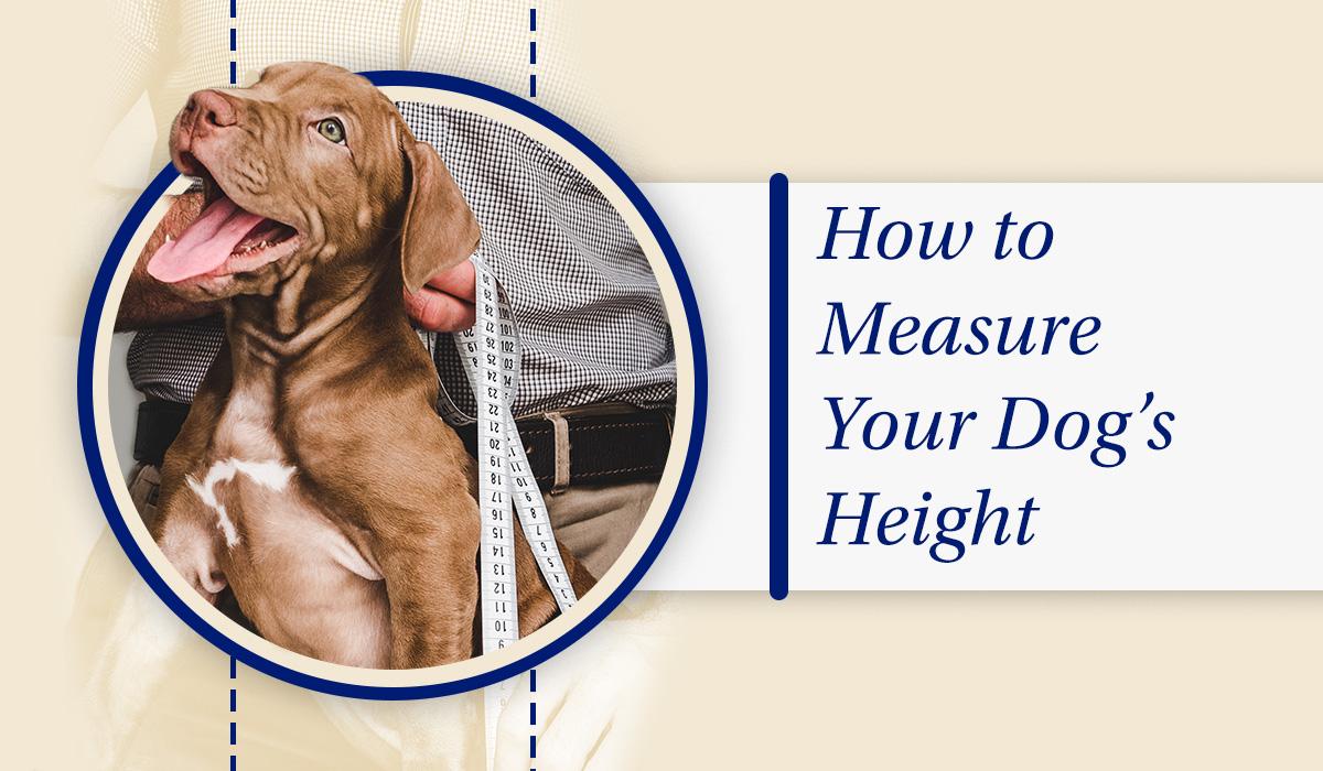 How to Measure Your Dog’s Height - PetLab Co