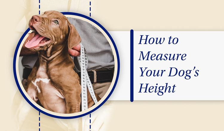 How to Measure Your Dog’s Height - PetLab Co