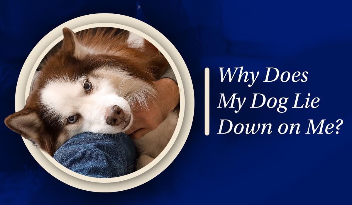 Why Does My Dog Lay On Me? Behavior Explained - PetLab Co