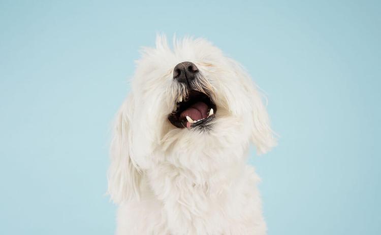 What to Do If Your Dog Chips a Tooth: Advice From a Vet - PetLab Co