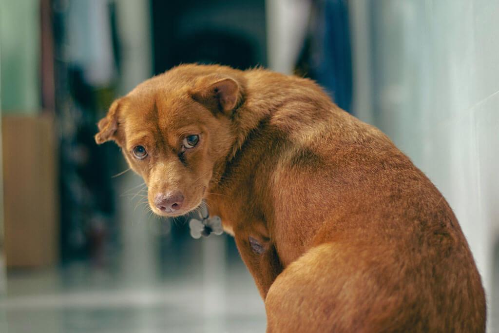 Is My Dog Constipated? 10 Telltale Signs of Constipation in Dogs ...