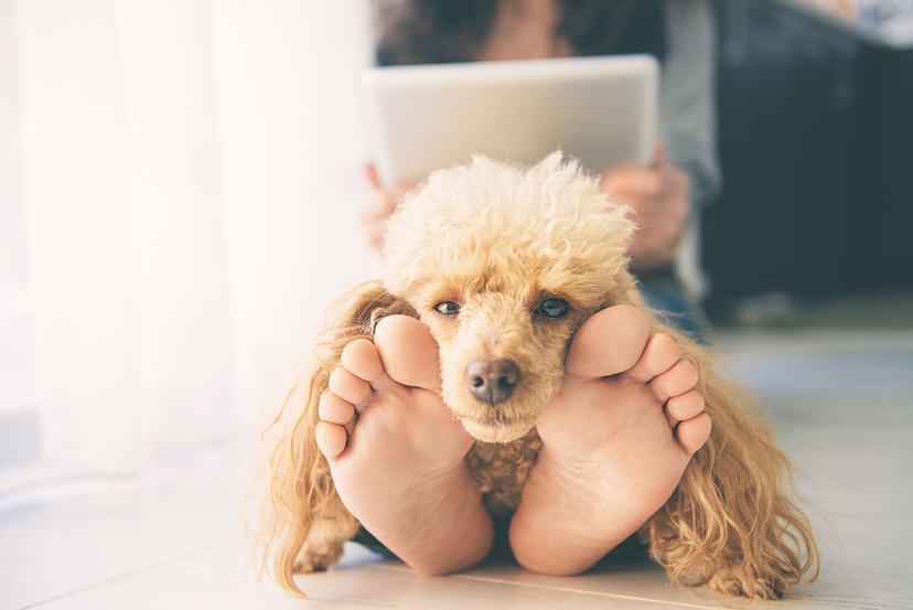 Why Does My Dog Sit on My Feet? Understanding the Behavior - PetLab Co