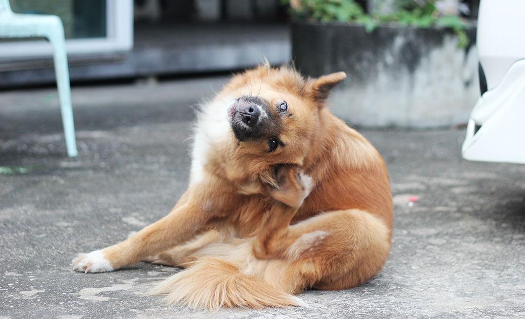 Itchy Dog Ears: 8 Common Causes & How to Help - PetLab Co