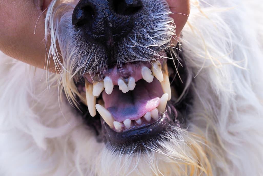 Periodontal Disease in Dogs: Causes & Signs of Gum Disease - PetLab Co