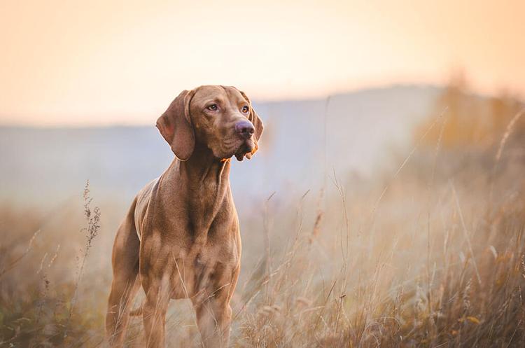 Dog Luxating Patella: Causes, Signs & Treatment Options - PetLab Co