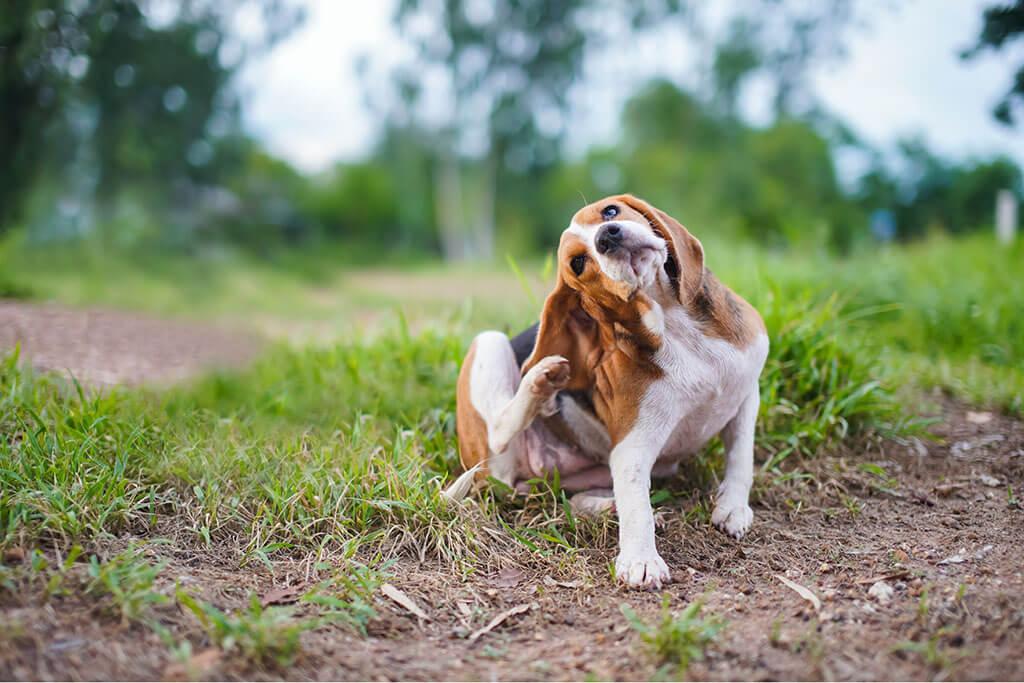 My Dog Is Itching & Losing Hair: Several Possible Causes - PetLab Co