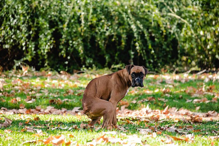 How Often Should Your Dog Poop? A Vet Explains - PetLab Co