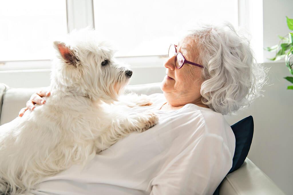 Best Dogs for Seniors: Ideal Companions for Older People - PetLab Co