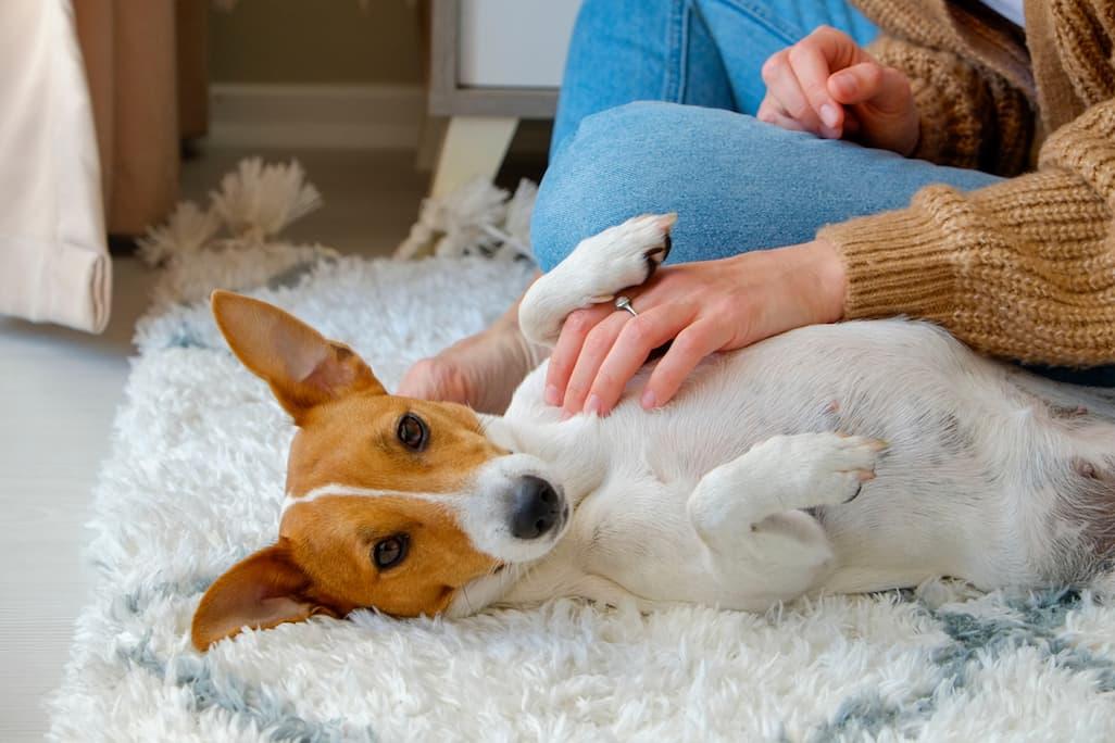 Dog Stomach Anatomy: Size, Location & Common Problems - PetLab Co