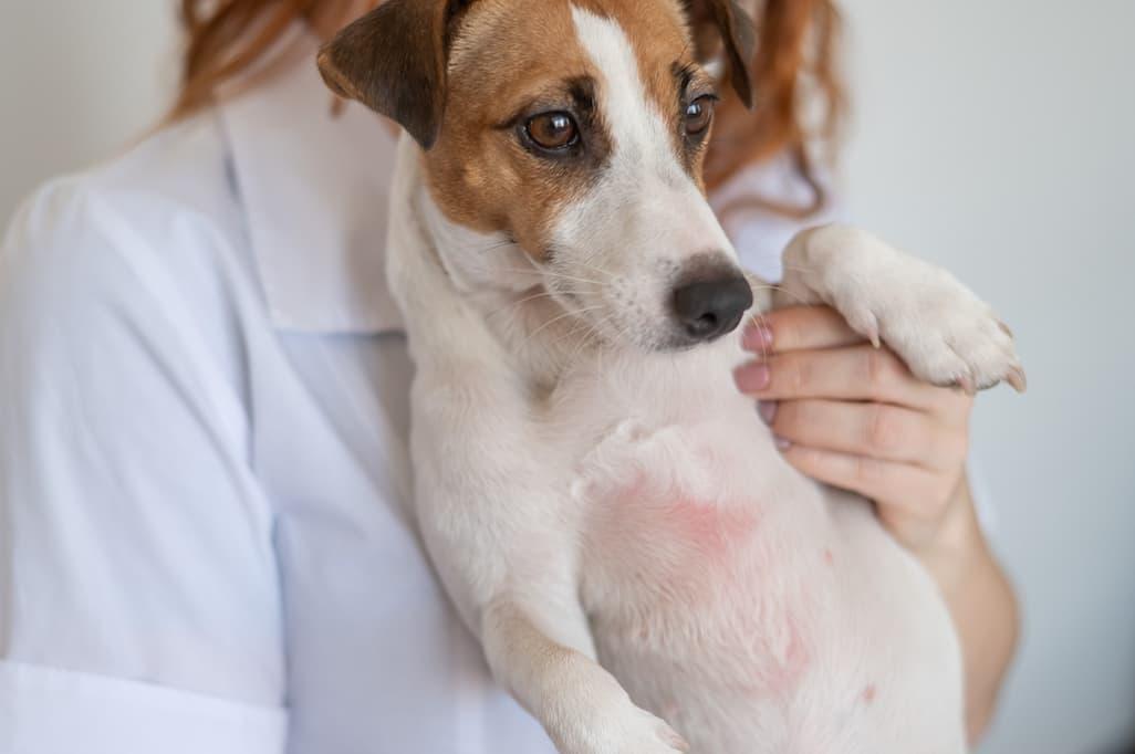 Dog Heat Rash: 6 Signs & How to Help - PetLab Co