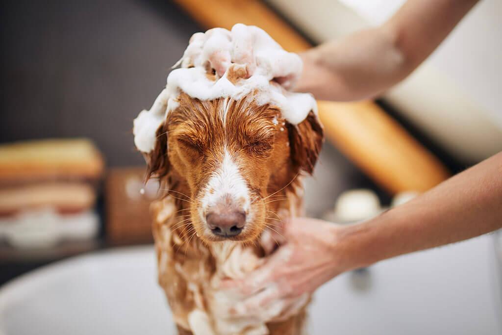 How to Bathe a Dog: Step-by-Step Guide for a Clean Pup - PetLab Co