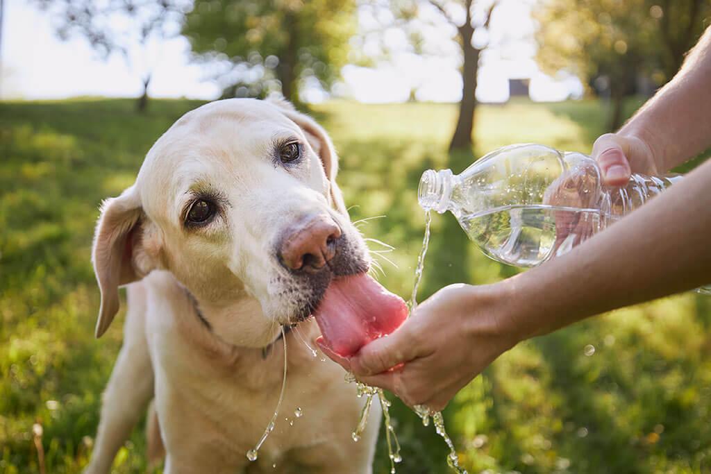 How to Get Your Dog to Drink Water: Top Tips for Hydration - PetLab Co