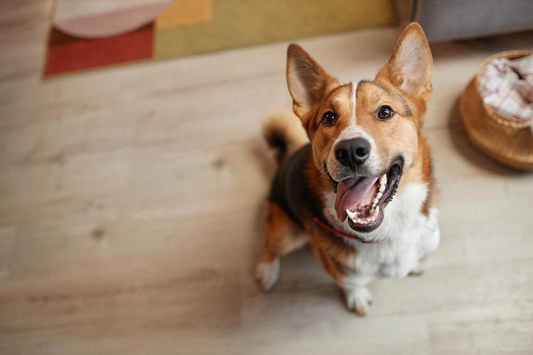 15 Signs of a Happy Dog: How to Know Your Pup Is Thriving - PetLab Co
