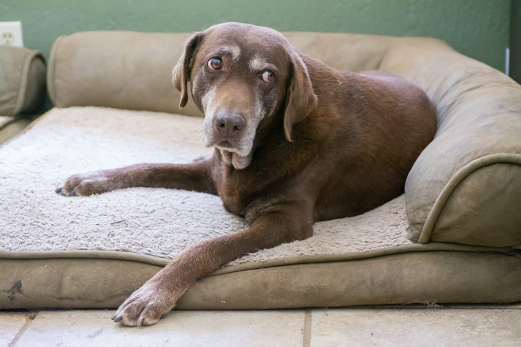 Swollen Joints in Dogs: 10 Possible Causes & How to Help - PetLab Co
