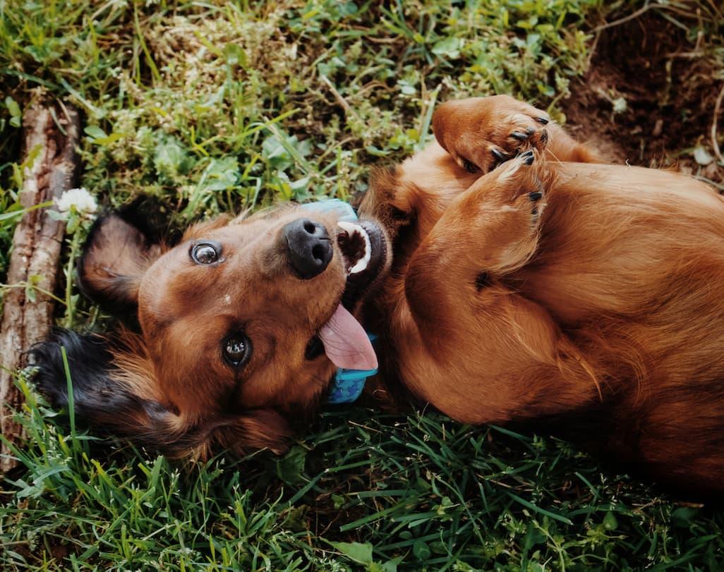 Why Do Dogs Roll in Grass? Understanding This Common Canine Behavior ...