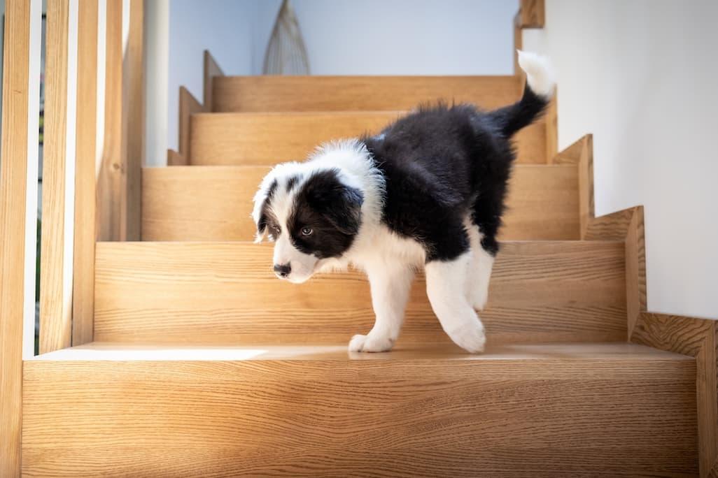 5 Reasons Dogs Fall Down Stairs & How to Prevent Injuries - PetLab Co