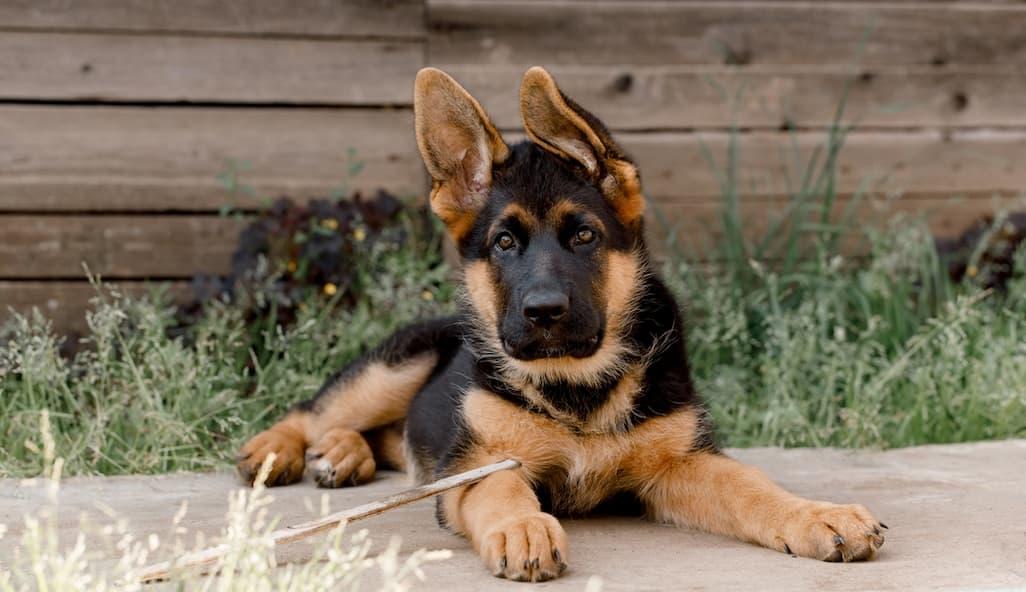 German Shepherd Growth Chart: What to Expect as Your Puppy Grows ...