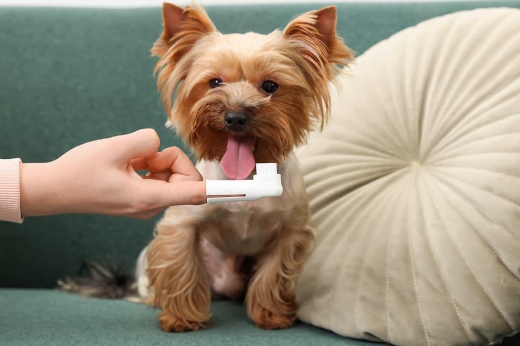 Yorkie Teeth: Dental Issues & Breed-Specific Care Tips - PetLab Co