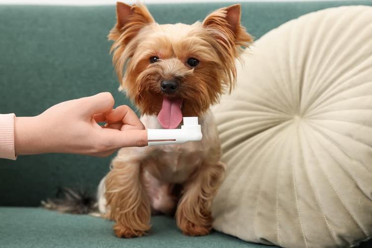 Yorkie Teeth: Dental Issues & Breed-Specific Care Tips - PetLab Co