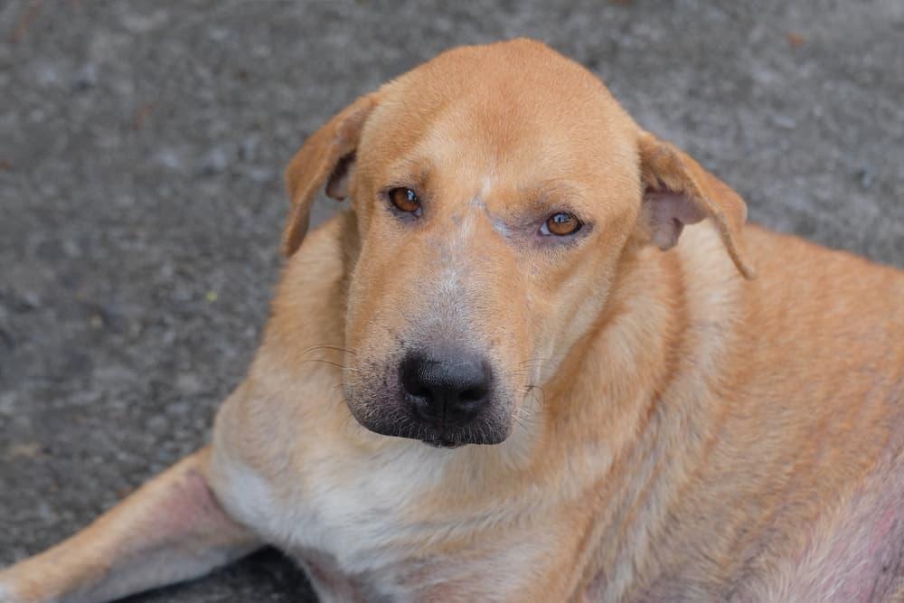 Why Is My Dog’s Face Swollen on One Side? 10 Possible Causes - PetLab Co