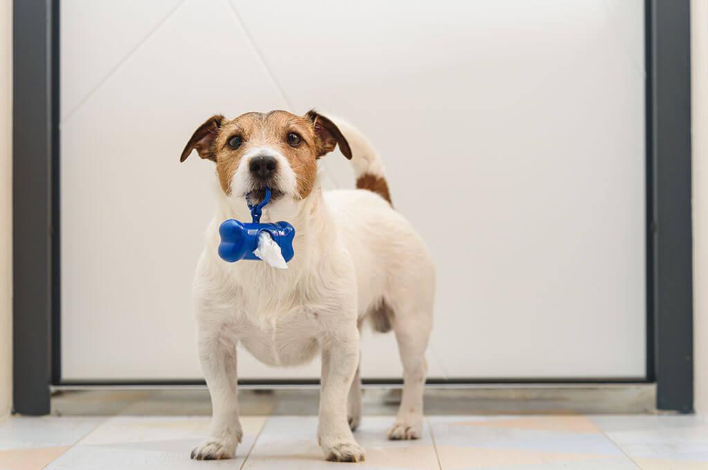 White Dog Poop: What It Means And When To Worry - PetLab Co